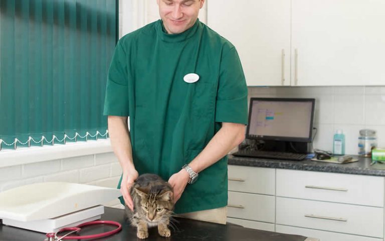Microchipping | Chandlers Ford and Boyatt Wood Vets