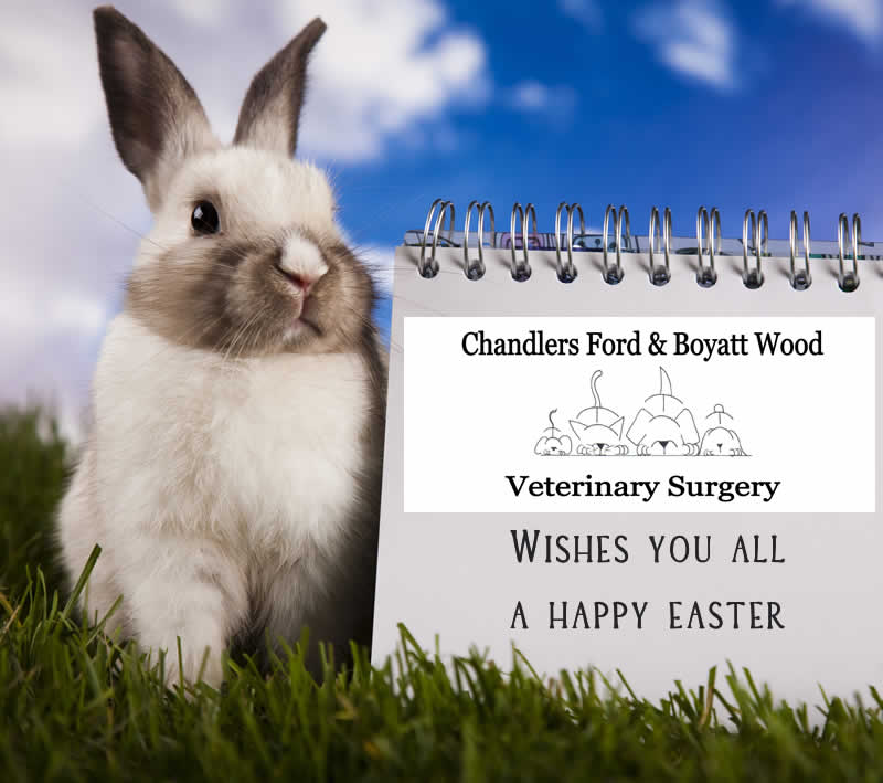 Vets in Hampshire and Eastleigh | Chandlers Ford and Boyatt Wood Vets